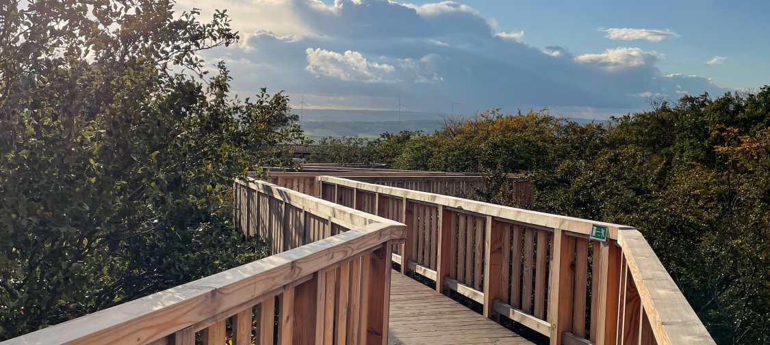 Wanderung zum Baumwipfelweg | Stadt Bad Camberg